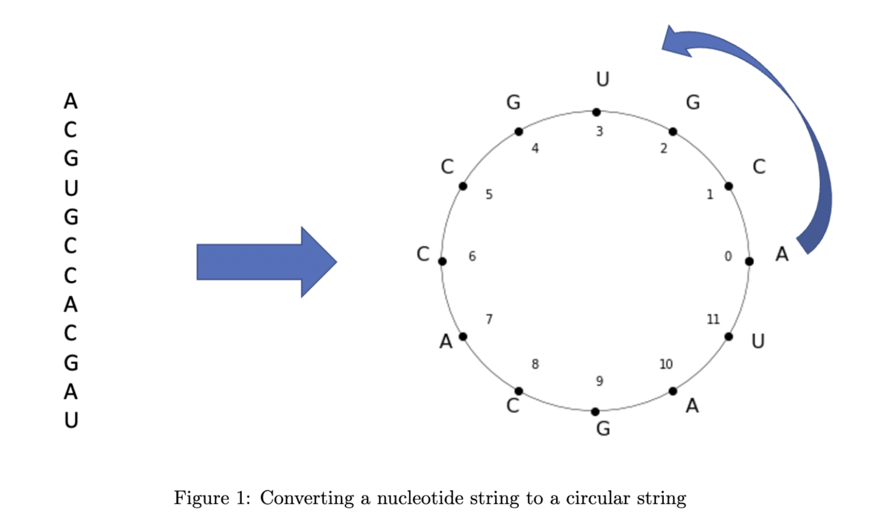 Nucleic Acid Folding Project — Raquel Ovadia